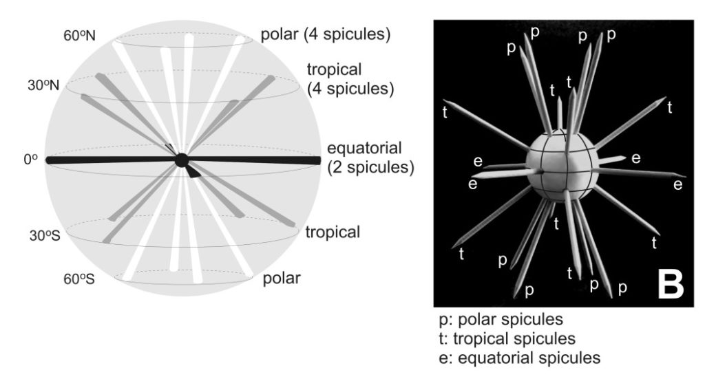 Photosymbiosis | About the Acantharia