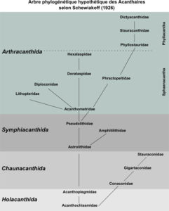 Photosymbiosis | About the Acantharia