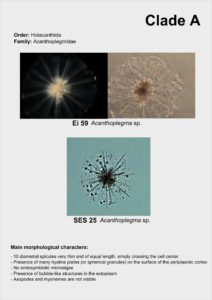 Photosymbiosis | About the Acantharia