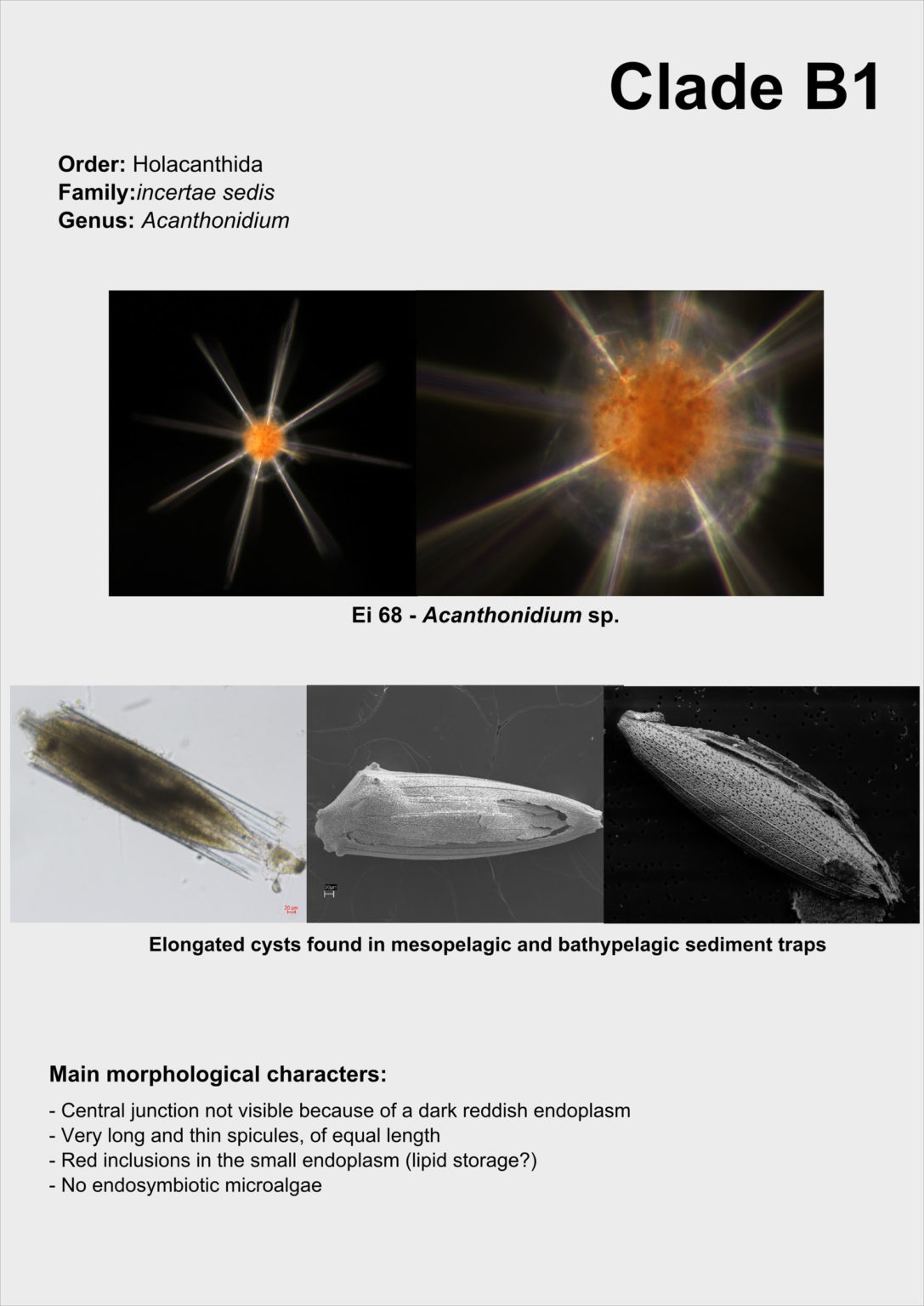 Photosymbiosis | About the Acantharia