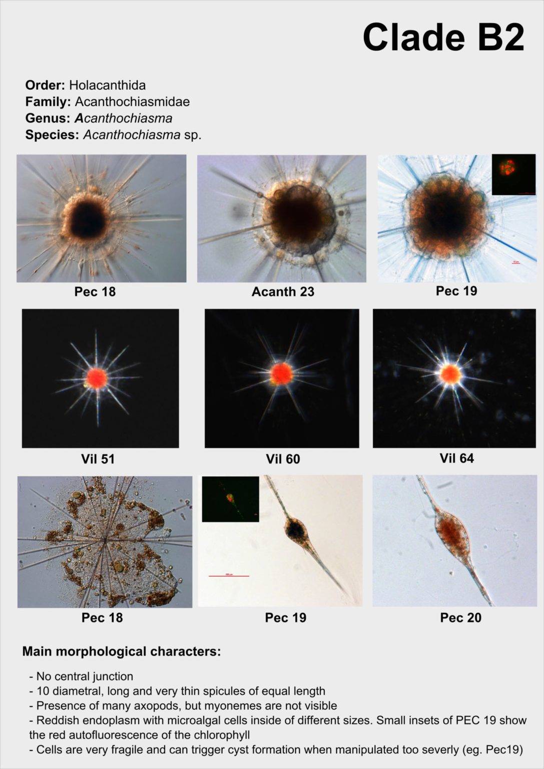 Photosymbiosis | About the Acantharia