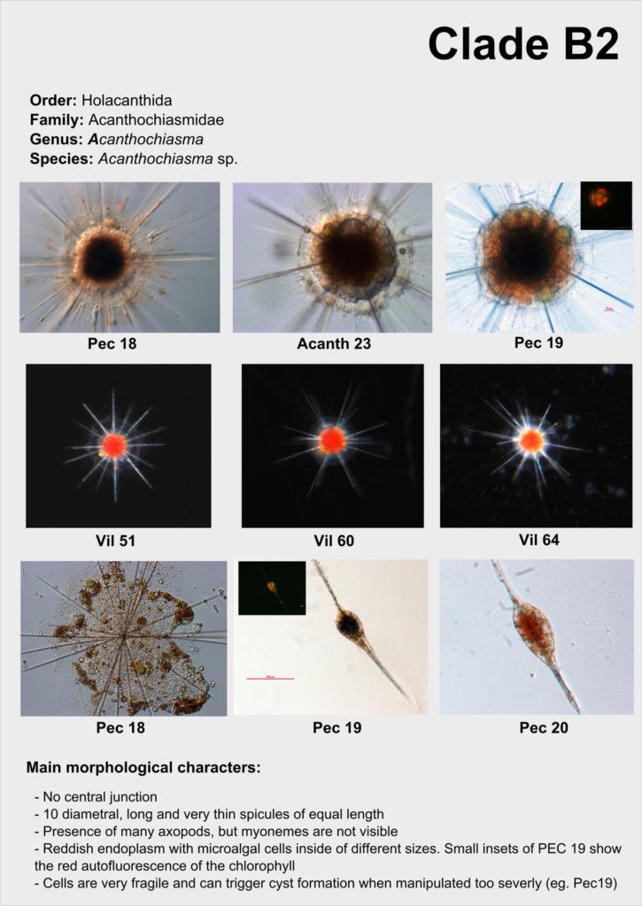 Photosymbiosis | About the Acantharia