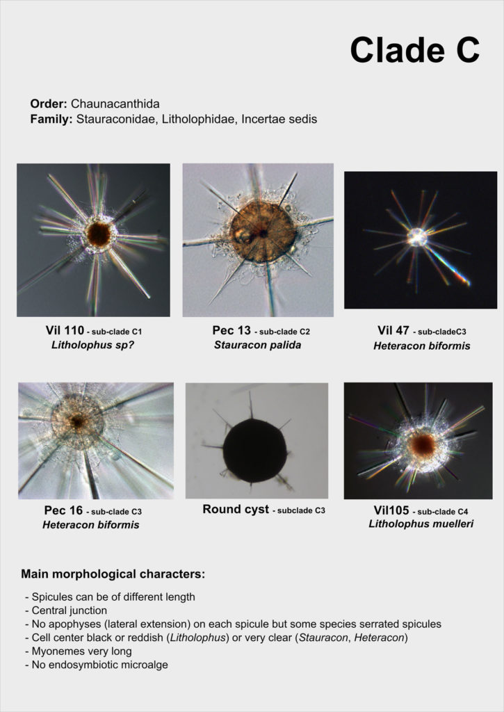 Photosymbiosis | About the Acantharia