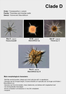 Photosymbiosis | About the Acantharia