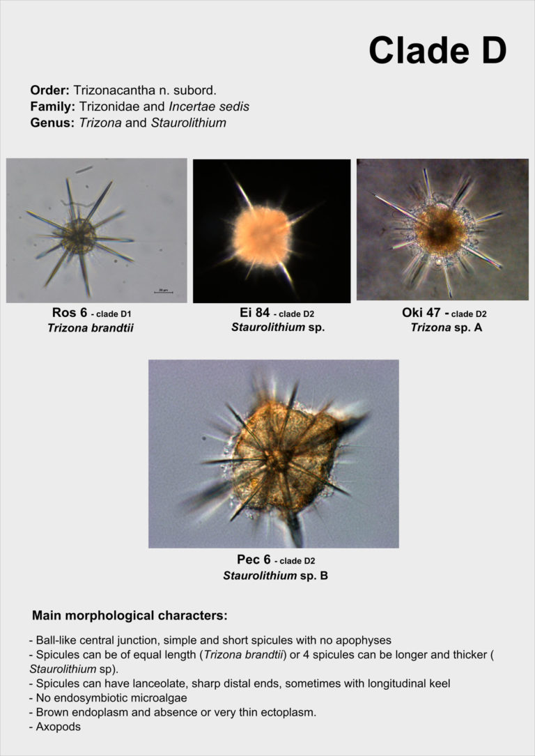 Photosymbiosis | About the Acantharia