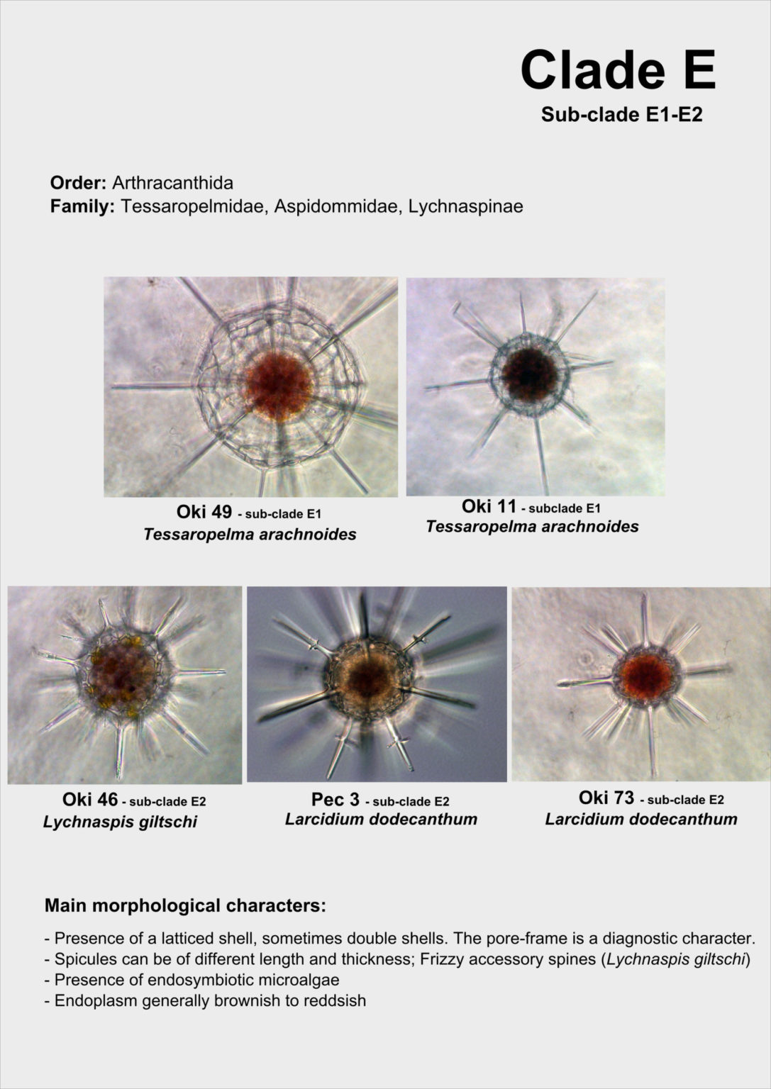 Photosymbiosis | About the Acantharia