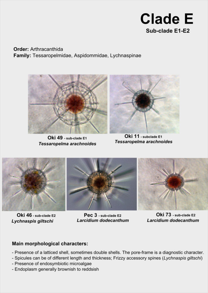 Photosymbiosis | About the Acantharia