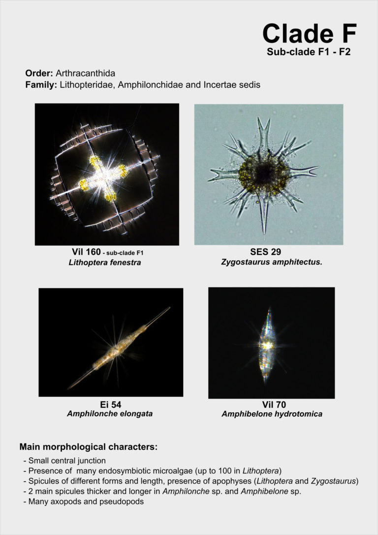 Photosymbiosis | About the Acantharia