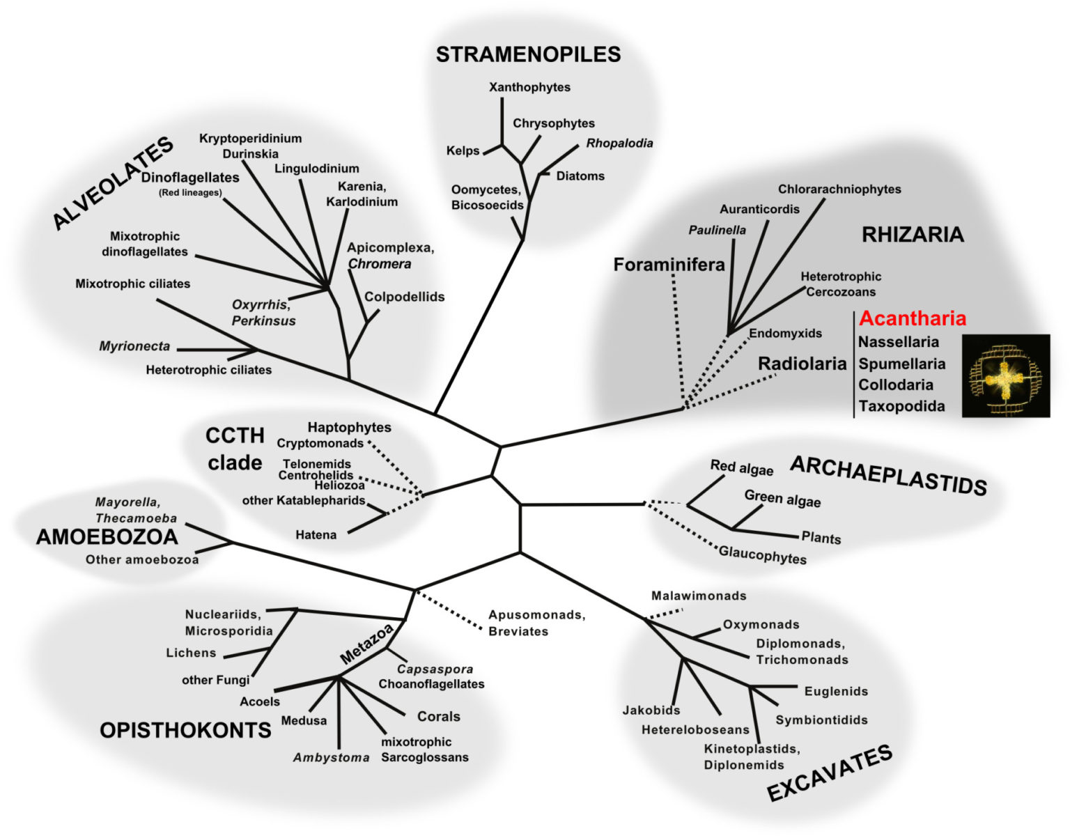 Photosymbiosis | About the Acantharia