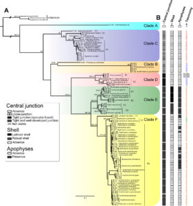 Photosymbiosis | About the Acantharia