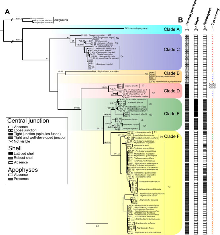 Photosymbiosis | About the Acantharia