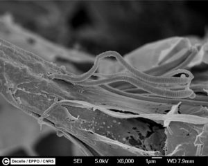 Photosymbiosis | About the Acantharia