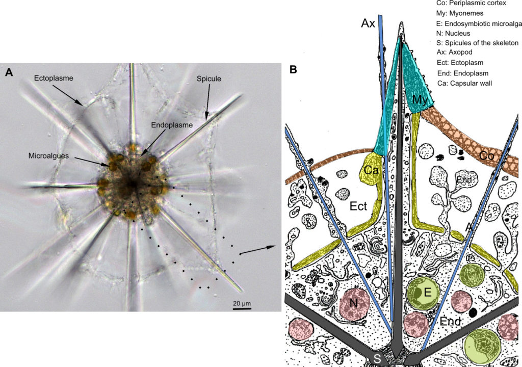 Photosymbiosis | About the Acantharia
