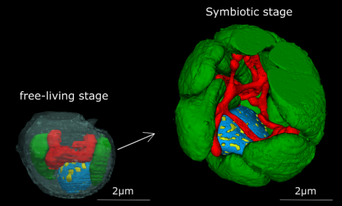 Photosymbiosis | AtlaSymbio